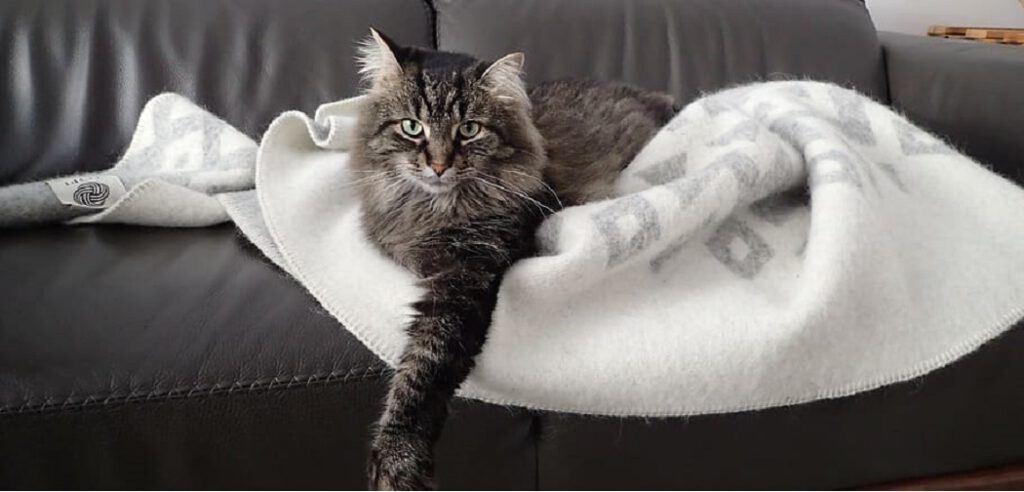 How To Protect Leather Couch From Cats Update 2026