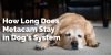 How Long Does Metacam Stay in Dog's System | My Pets Guide