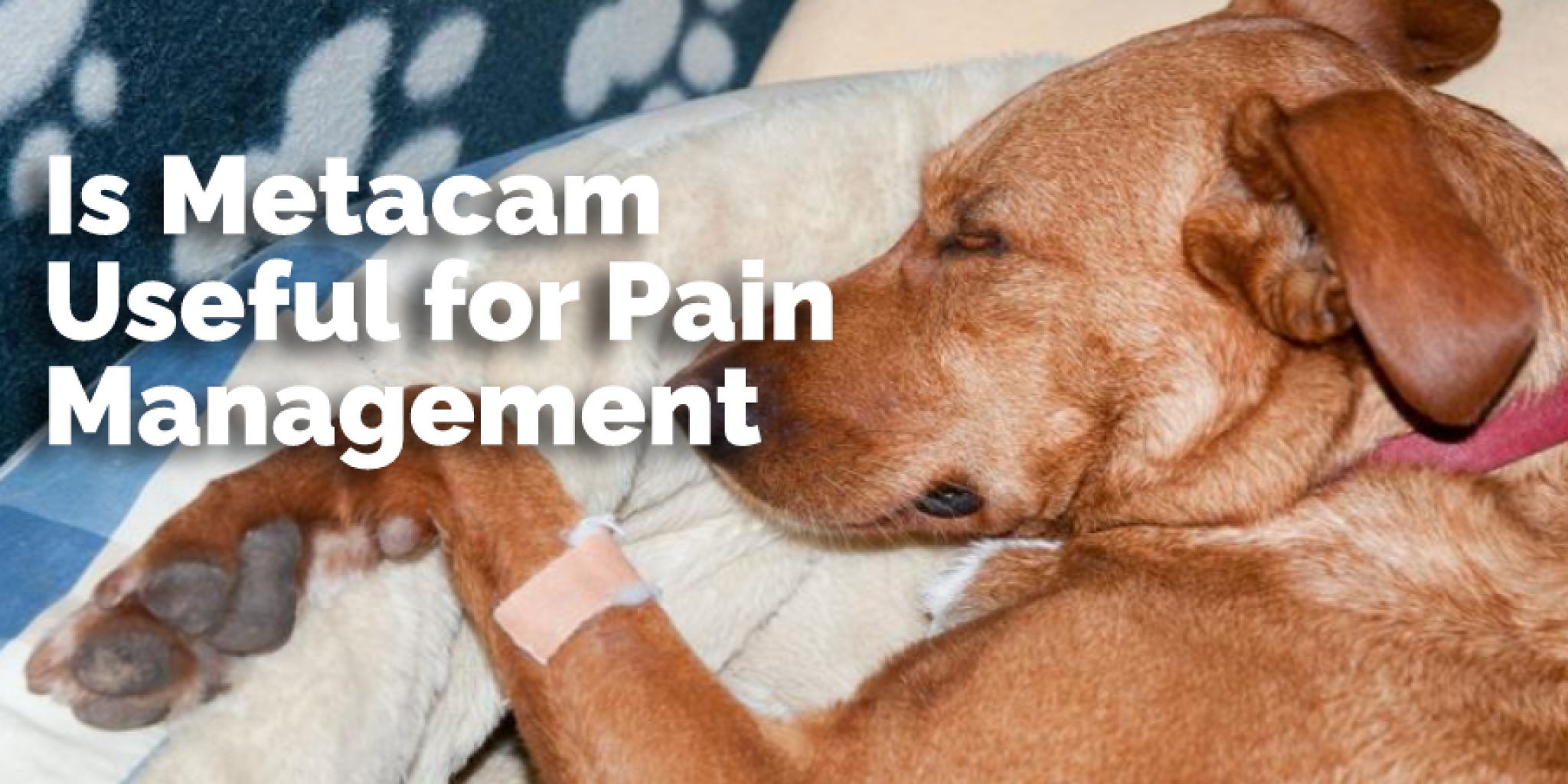 How Long Does Metacam Stay in Dog's System | My Pets Guide