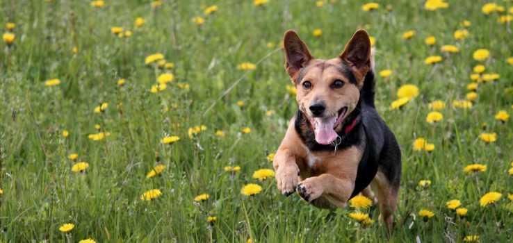 How Long After Spraying Roundup Is It Safe for Dogs | My Pets Guide