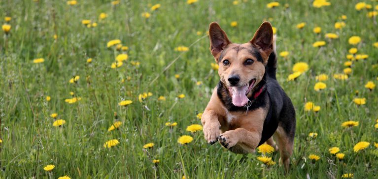 How Long After Spraying Roundup Is It Safe for Dogs | My Pets Guide