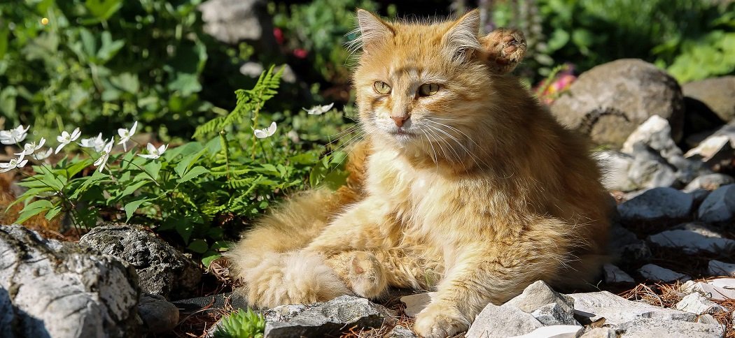 How to Register a Cat Without Papers | My Pets Guide