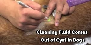 How to Drain a Cyst on a Dog at Home | Described in 6 Steps (2026)