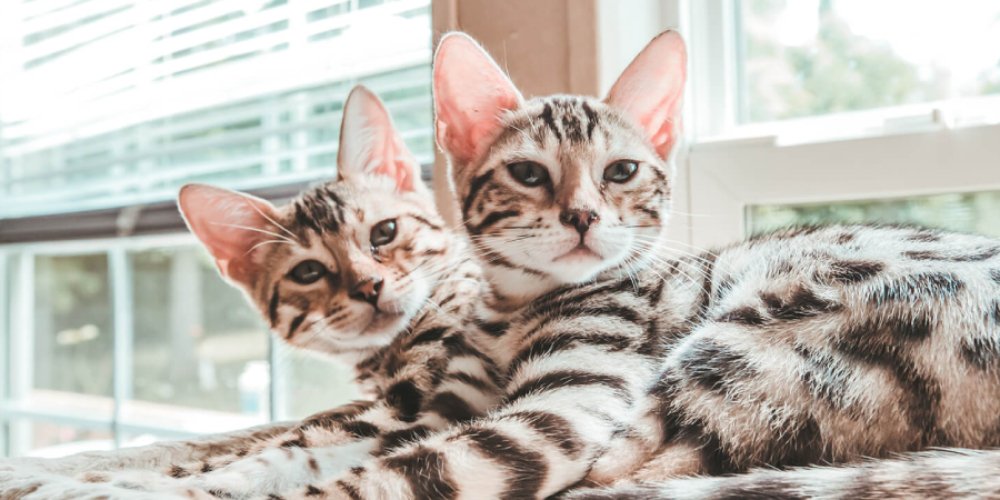How to Discipline a Bengal Cat - 10 Steps Instructions (2023)