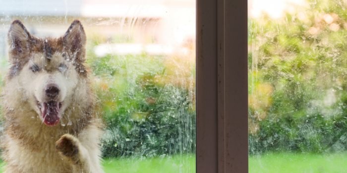 How to Protect Glass Doors From Dog Scratches | Explained in 10 Steps
