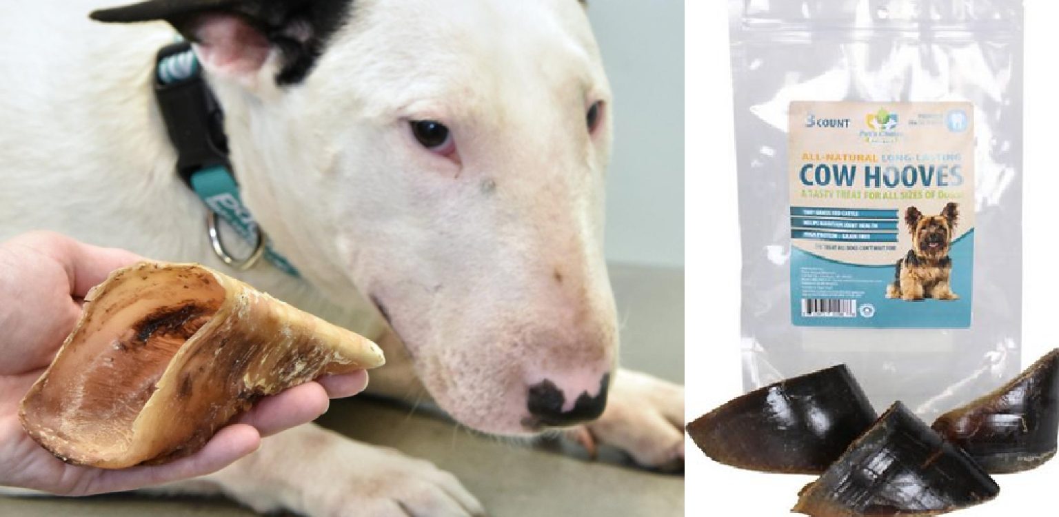 How to Prepare Cow Hooves for Dogs in 6 Easy Steps (2025)