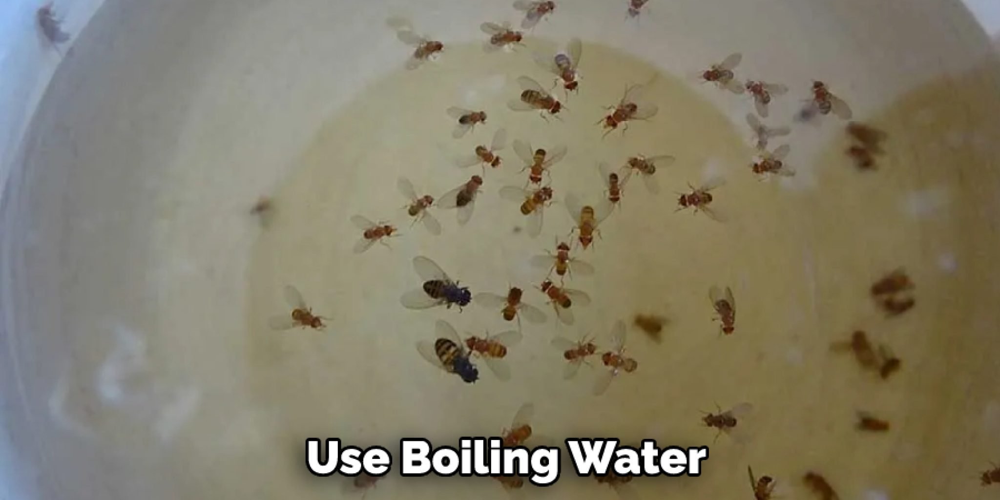 How to Get Rid of Gnats in Litter Box | 12 Proven Ways