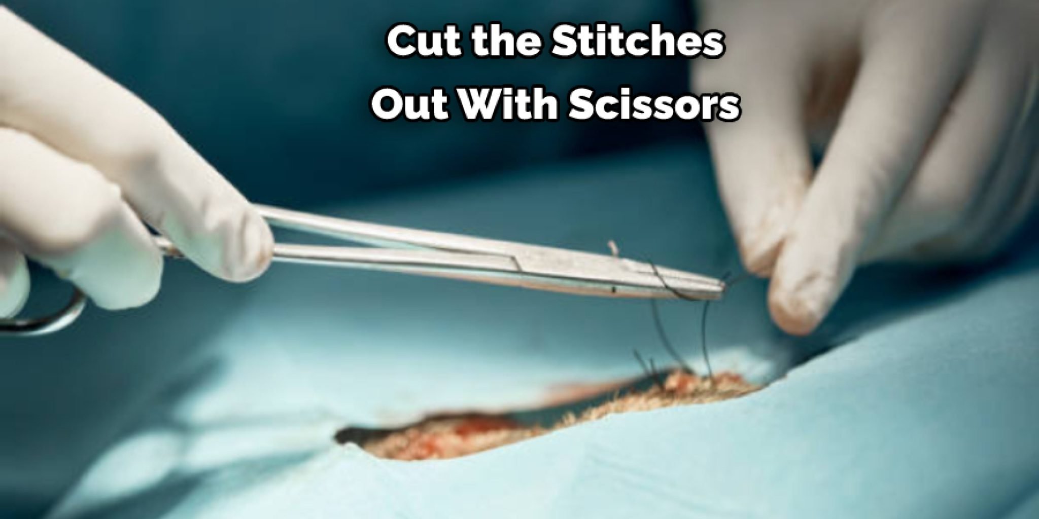 How to Remove Sutures From a Dog | Step by Step Guide