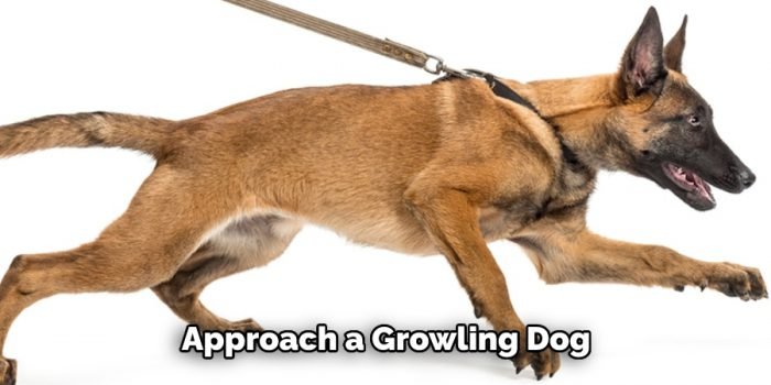 How to Board an Aggressive Dog | 7 Steps Instructions My Pets Guide