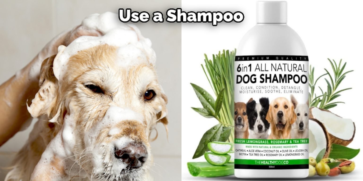 How to Clean a Dogs Sheath | Explained in 10 Steps