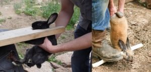 How to Dispatch a Rabbit - Described in 07 Steps