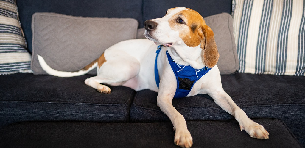 How Do You Measure A Dog For A Thundershirt