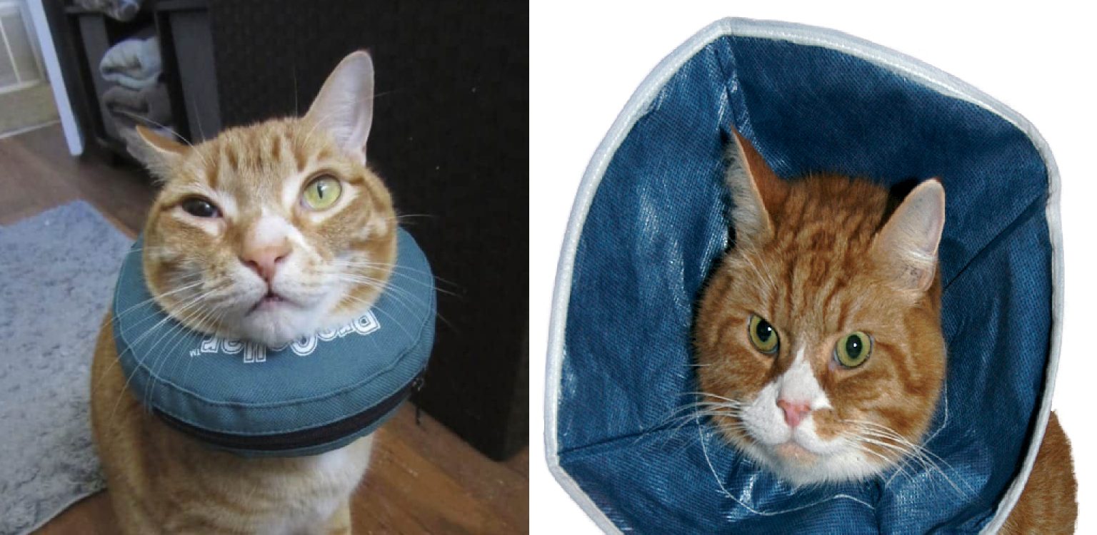 How to Wrap a Cat Neck Wound | Explained in 07 Steps