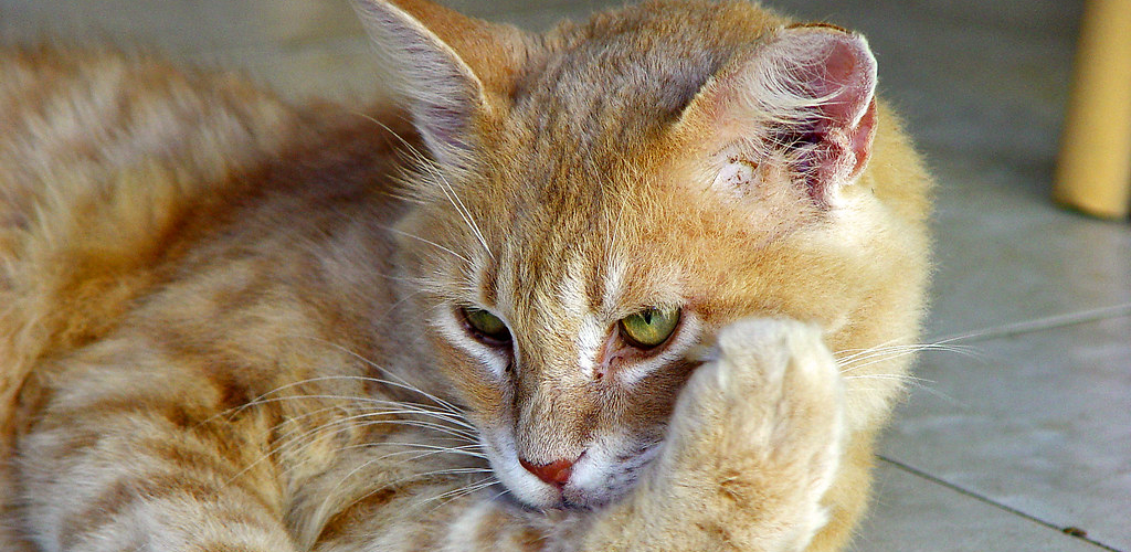 How to Clean Dried Cat Snot Off Walls | Explained in 09 Steps