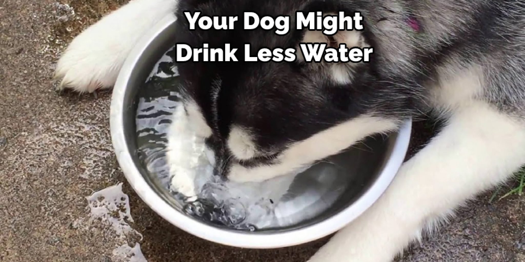 How Husky Drink Water | 05 Effective Methods
