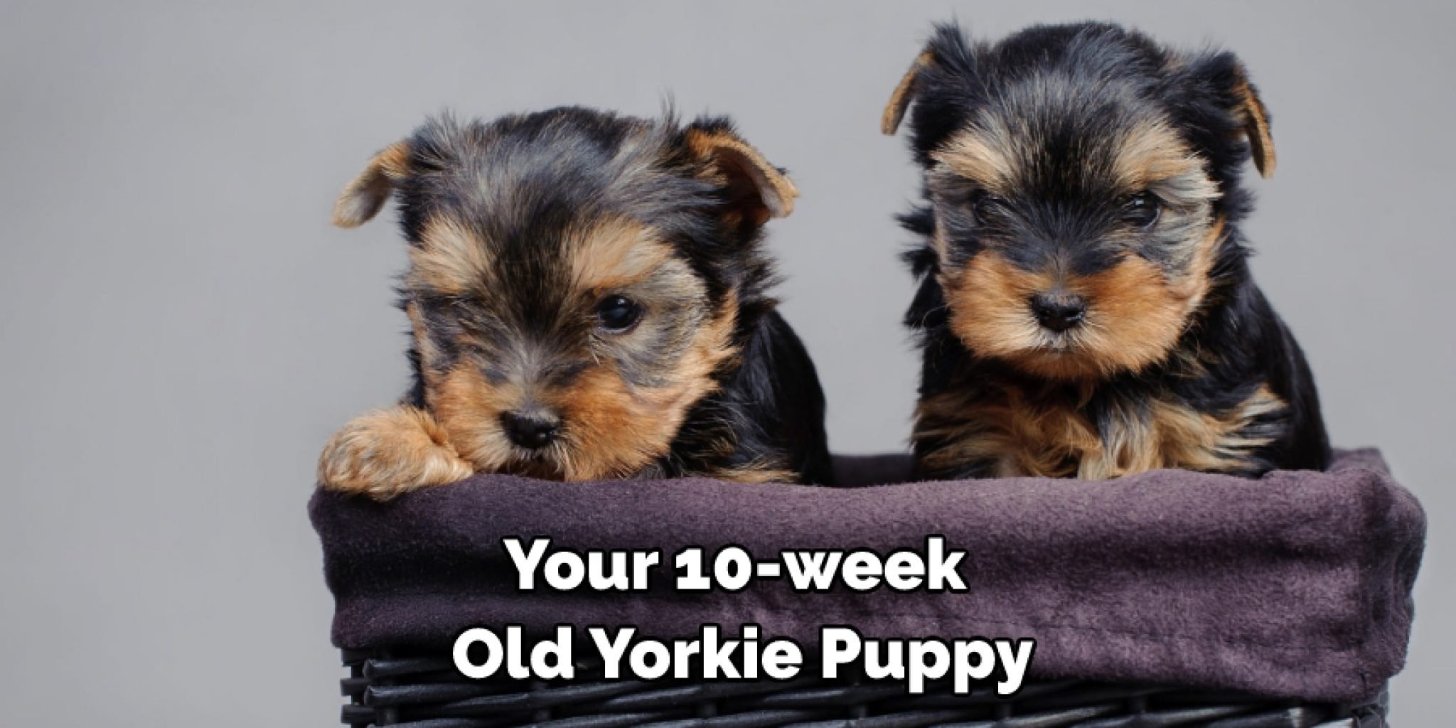 How to Bathe a Yorkie Puppy | Explained in 10 Steps