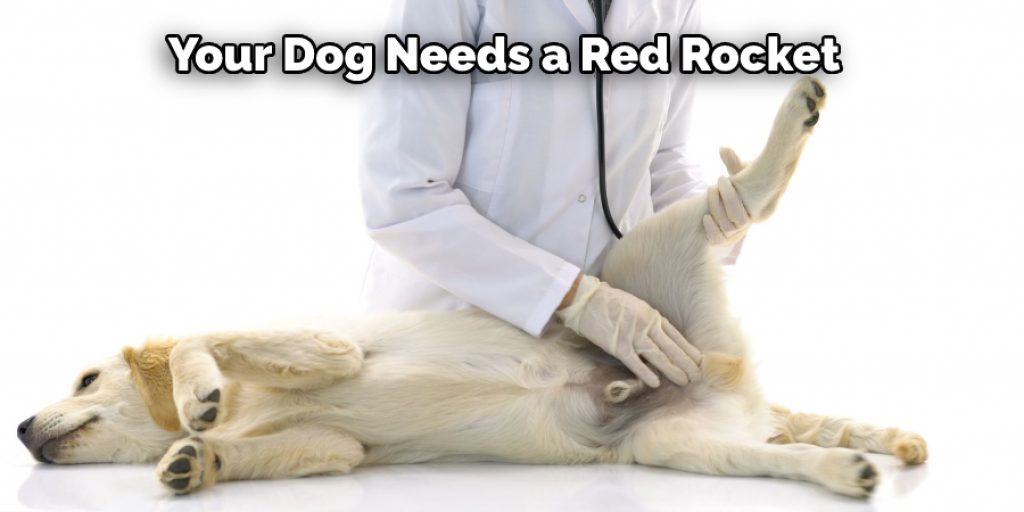 What Does It Mean When A Dog Gets A Red Rocket