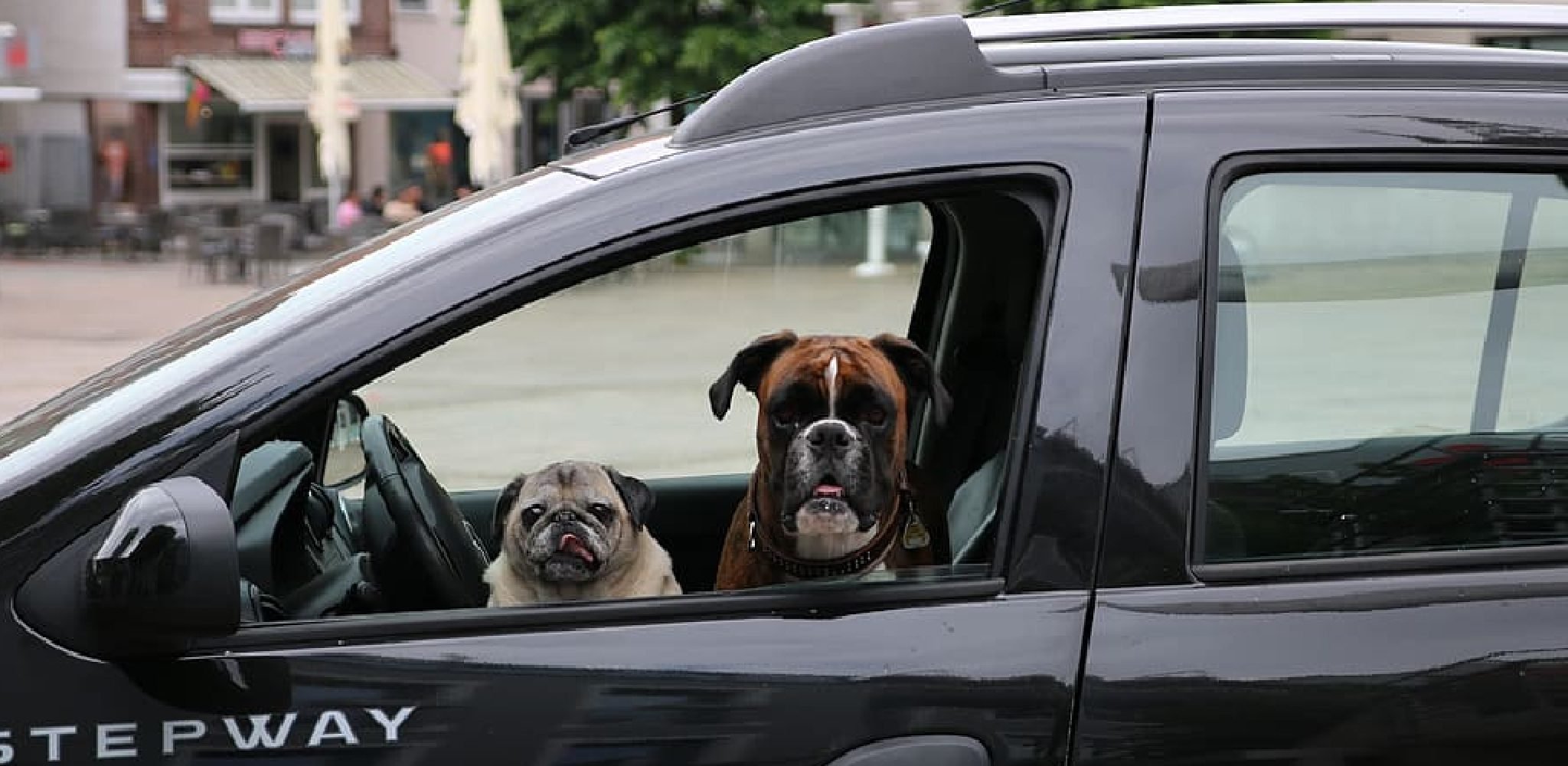 How to Protect Windows From Dogs | in 11 Steps (2026)