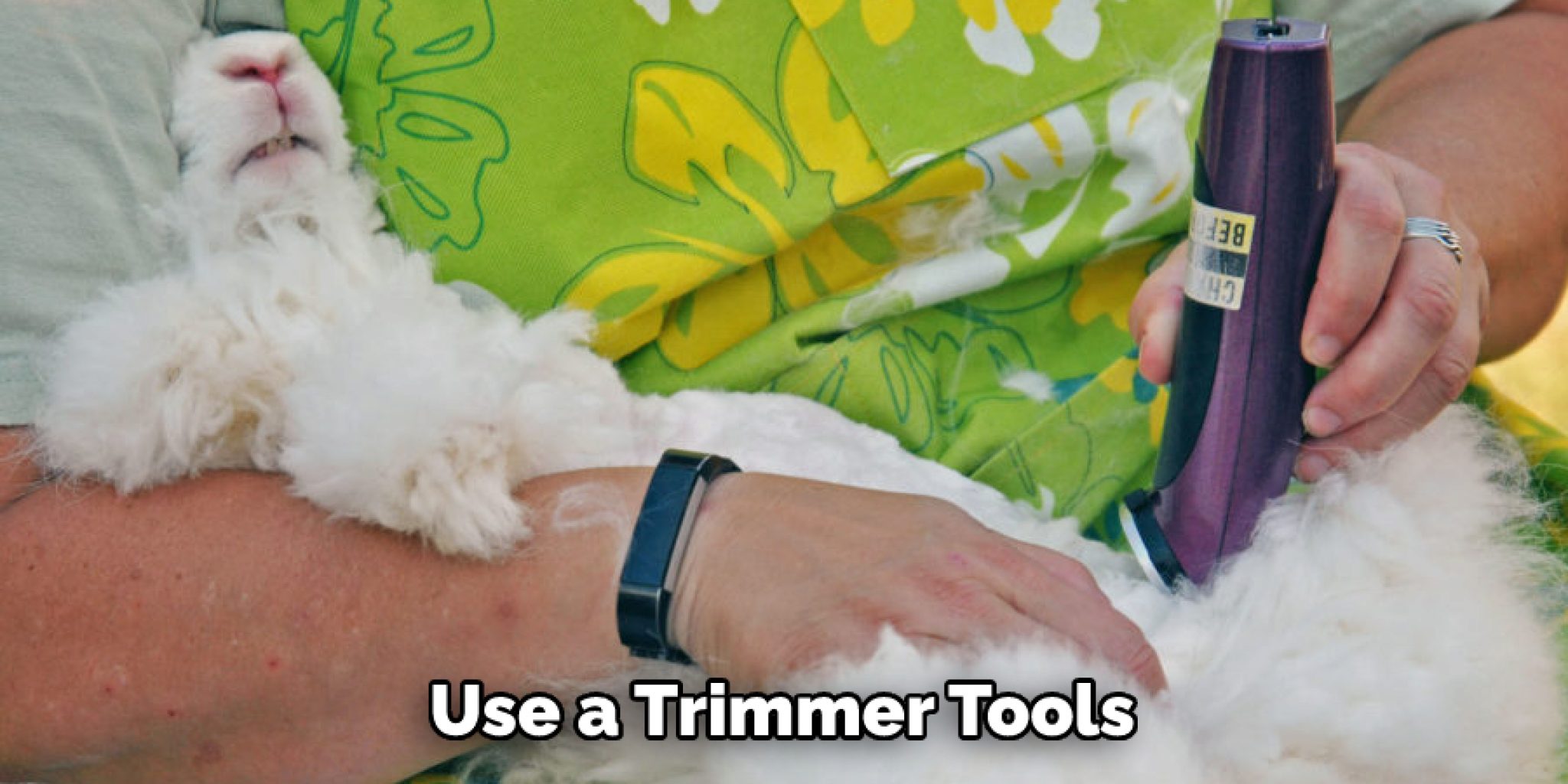 How to Shave a Rabbit | Step by Step Guide