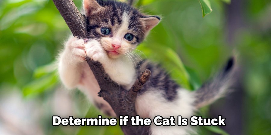 How to Get a Cat Out of a Vent | in 10 Steps