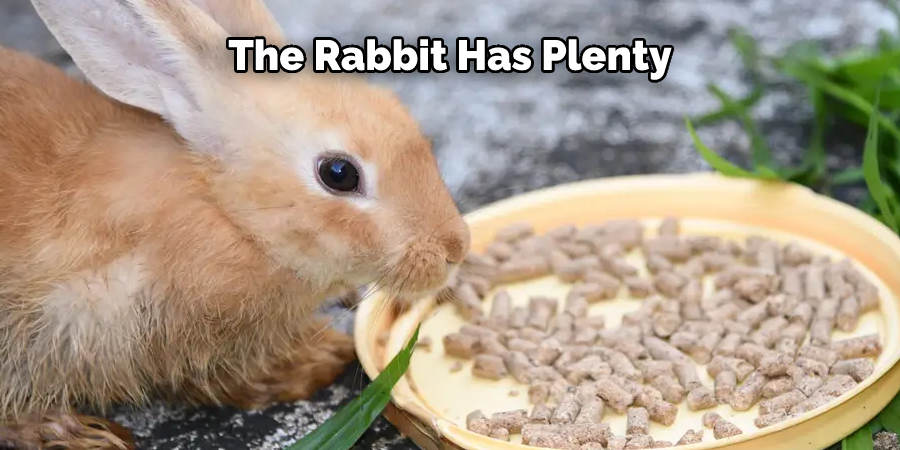 How to Induce Labor in Rabbits - 08 Effective Ways