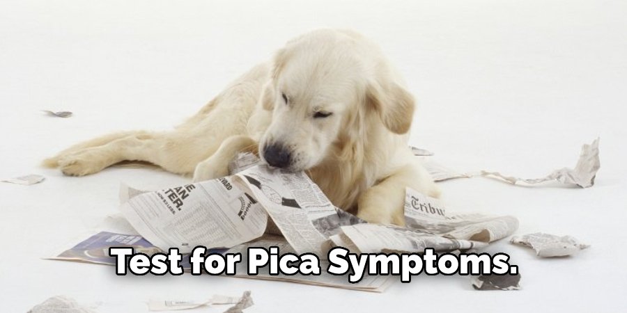How to Protect Drywall from Dog | Step by Step Guide