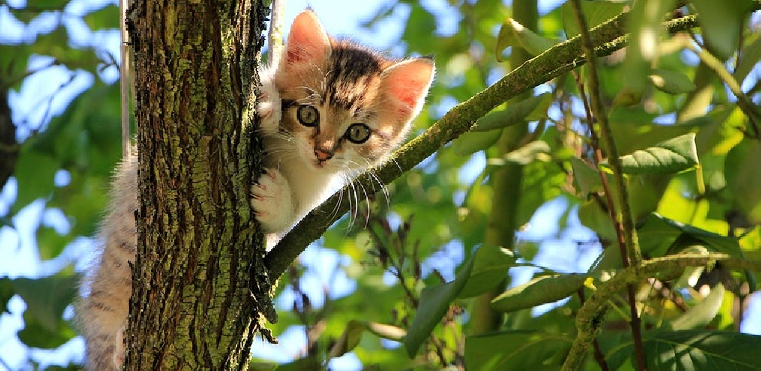 How To Make A Cat Tree More Stable In 6 Easy Steps 2023 