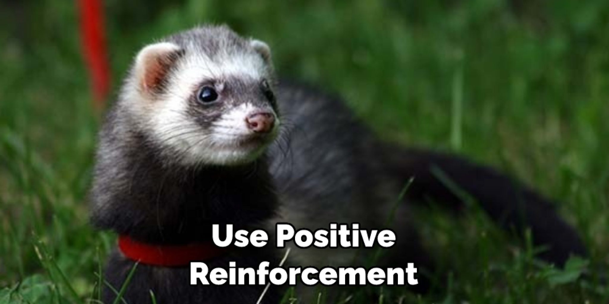 How to Stop a Ferret from Scratching the Cage in 6 Easy Steps (2025)