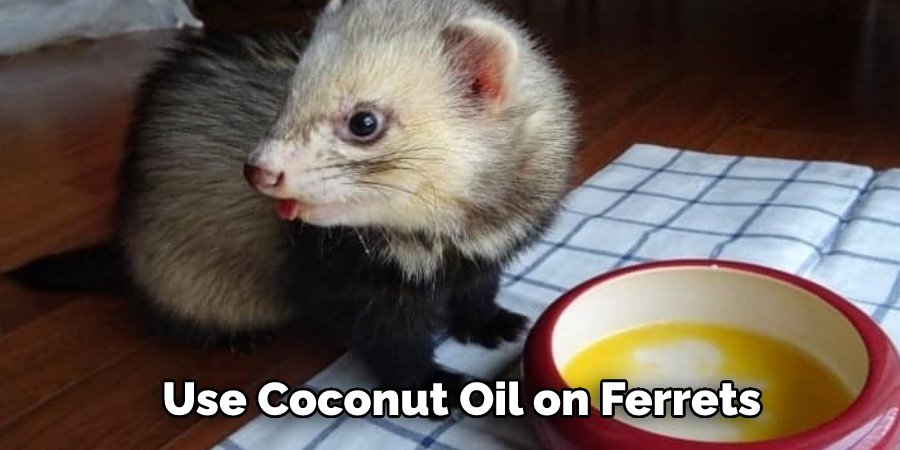 How to Stop a Ferret from Scratching the Cage in 6 Easy Steps (2026)