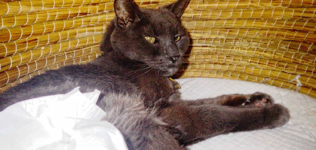 How to Make a Cat Diaper | Step-by-Step Guide