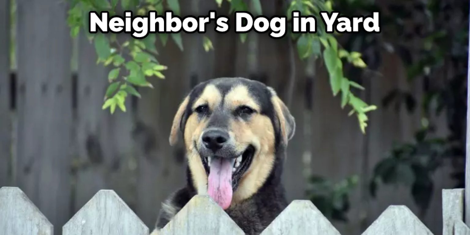 How to Keep Neighbor's Dogs Away From Fence | 10 Effective Ways