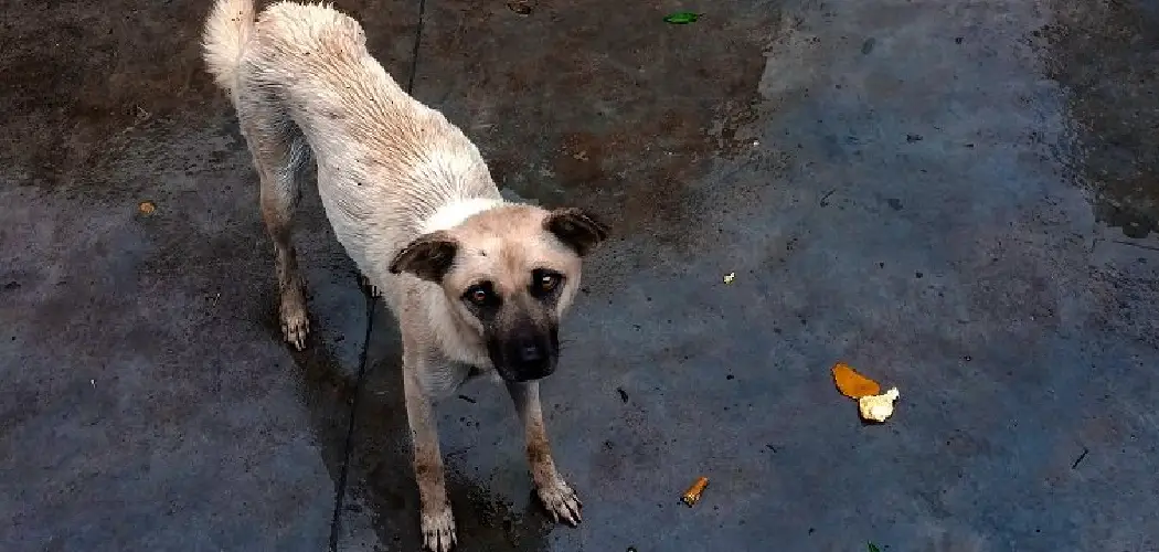 How To Know If Dog Is Underweight Explained In 10 Steps 2023 how-to-know-if-dog-is-underweight-explained-in-10-steps-2023