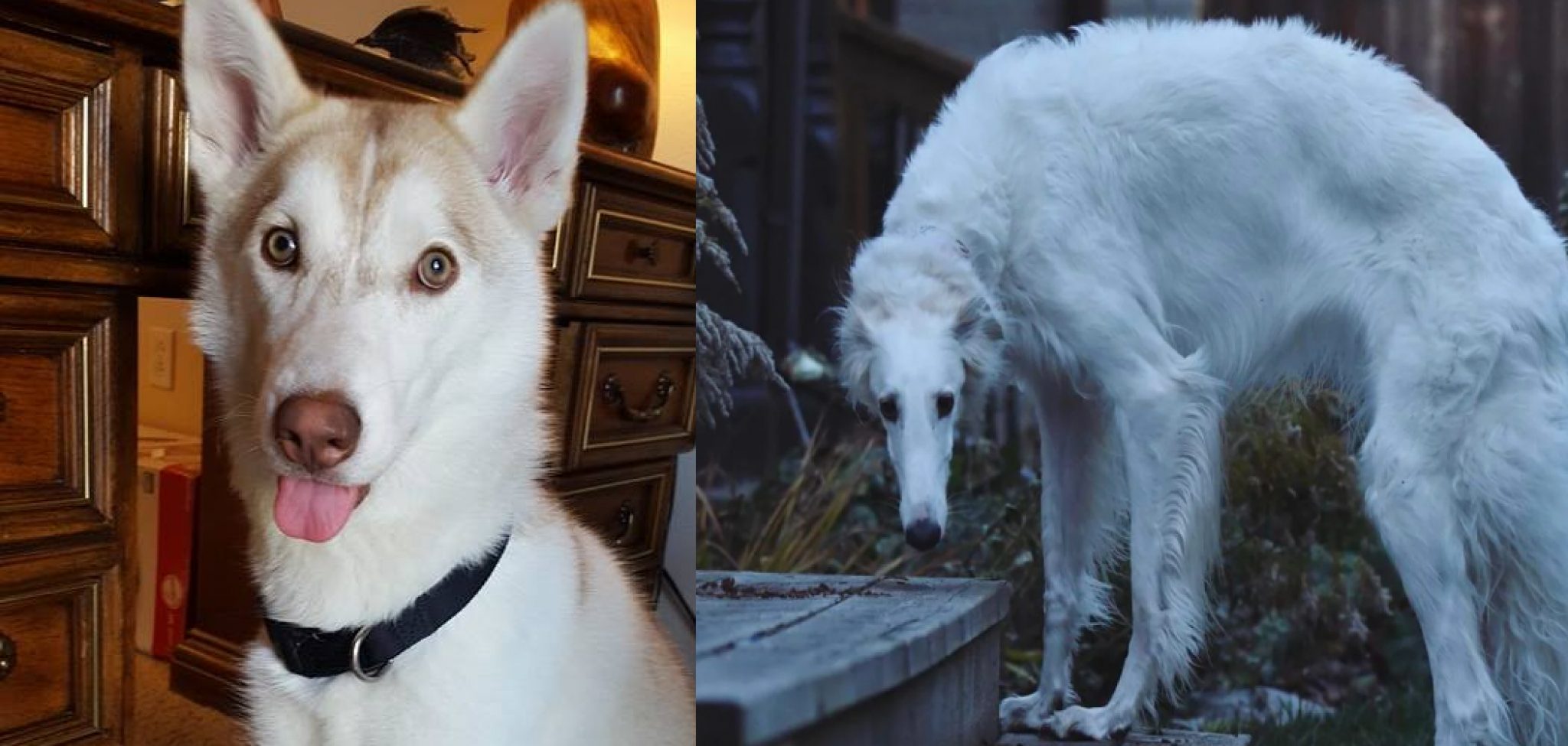 How To Know If Your Dog Is A Skinwalker Described In 08 Steps How To Know If Your Dog Is A Skinwalker Described In 08 Steps