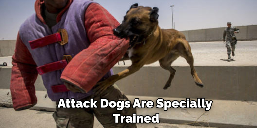 How to Train an Attack Dog | Described in 07 Steps (2025)
