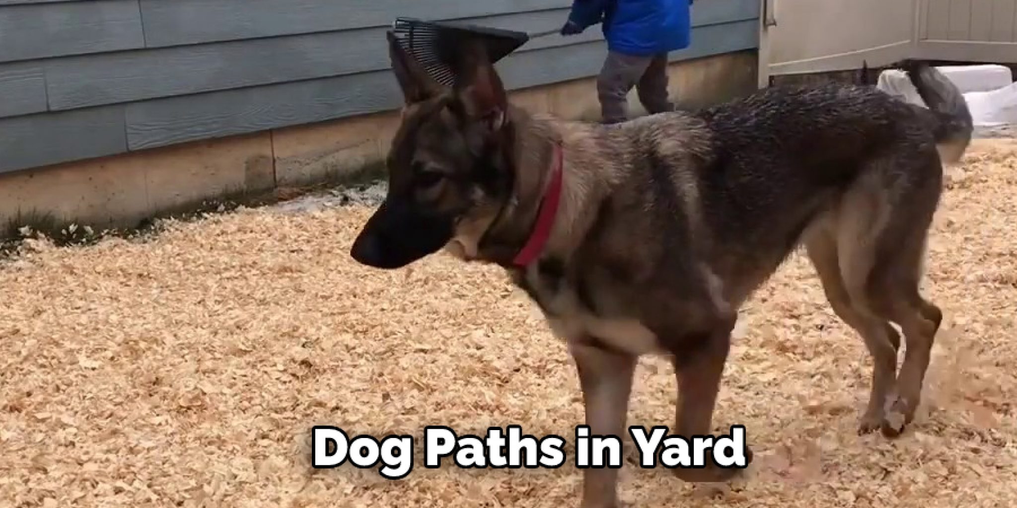 How to Fix Dog Paths in Yard | Explained in 10 Steps (2025)