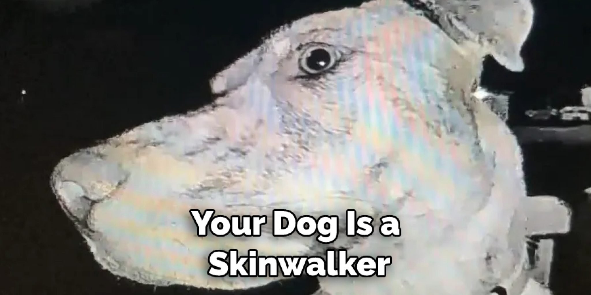 How To Know If Your Dog Is A Skinwalker Described In 08 Steps How To Know If Your Dog Is A Skinwalker Described In 08 Steps