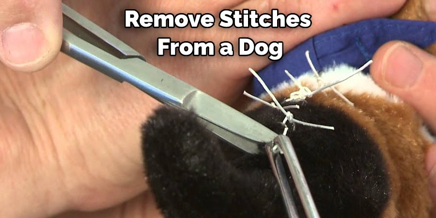 How to Remove Stitches From a Dog | Explained in 12 Steps