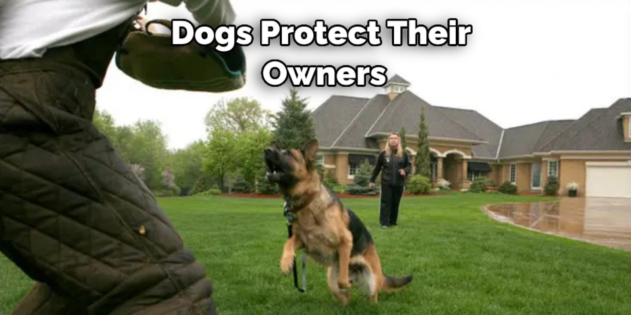 How Do You Know if Your Dog Will Protect You | Explained in 11 Steps