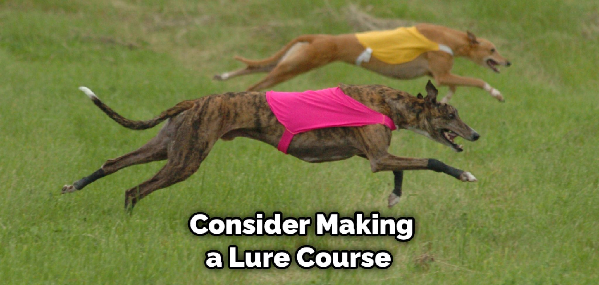 How to Make a Lure Course for Dogs | 7 Steps Instructions (2025)