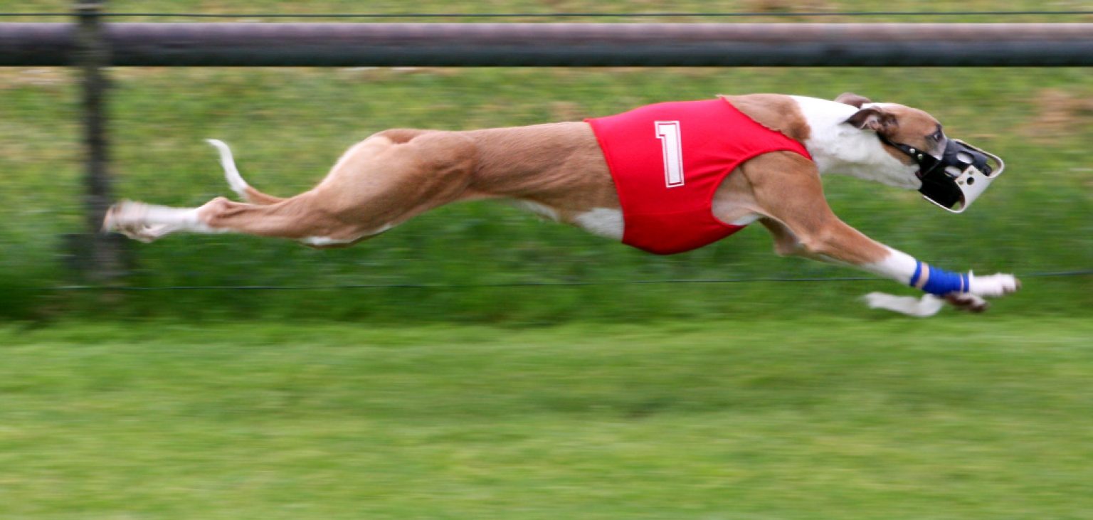 How to Make a Lure Course for Dogs | 7 Steps Instructions (2025)