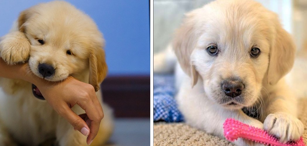 How to Train a Golden Retriever Puppy Not to Bite | 10 Ways