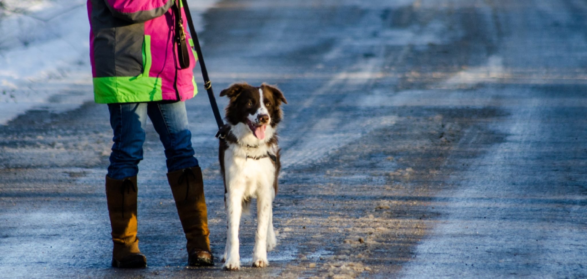 How to Fix a Dog Leash | 7 Helpful Tips (2026)